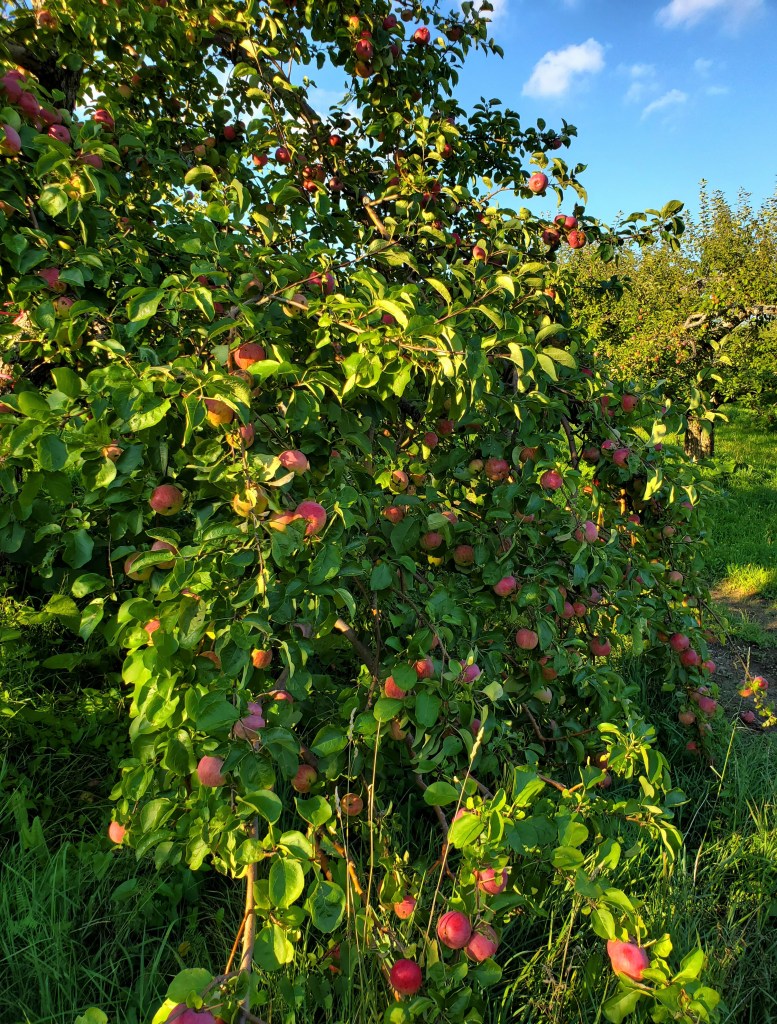 Un petit mis à jour du verger! - Verger Heath Orchard - Cueillir des ...