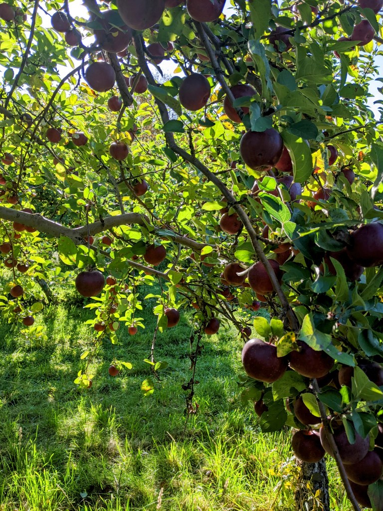 Encore dix jours pour la cueillette de pomme! - Verger Heath Orchard ...