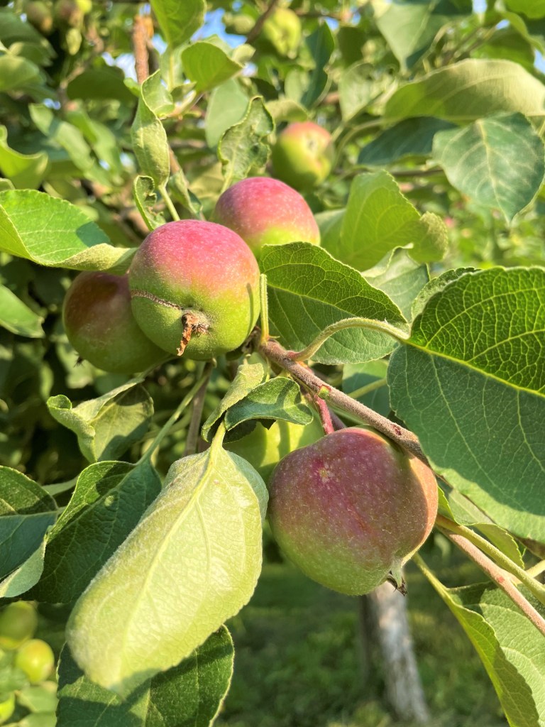 Mise à jour de l'été - Les pommes mûrissent et de la nouvelle poterie ...
