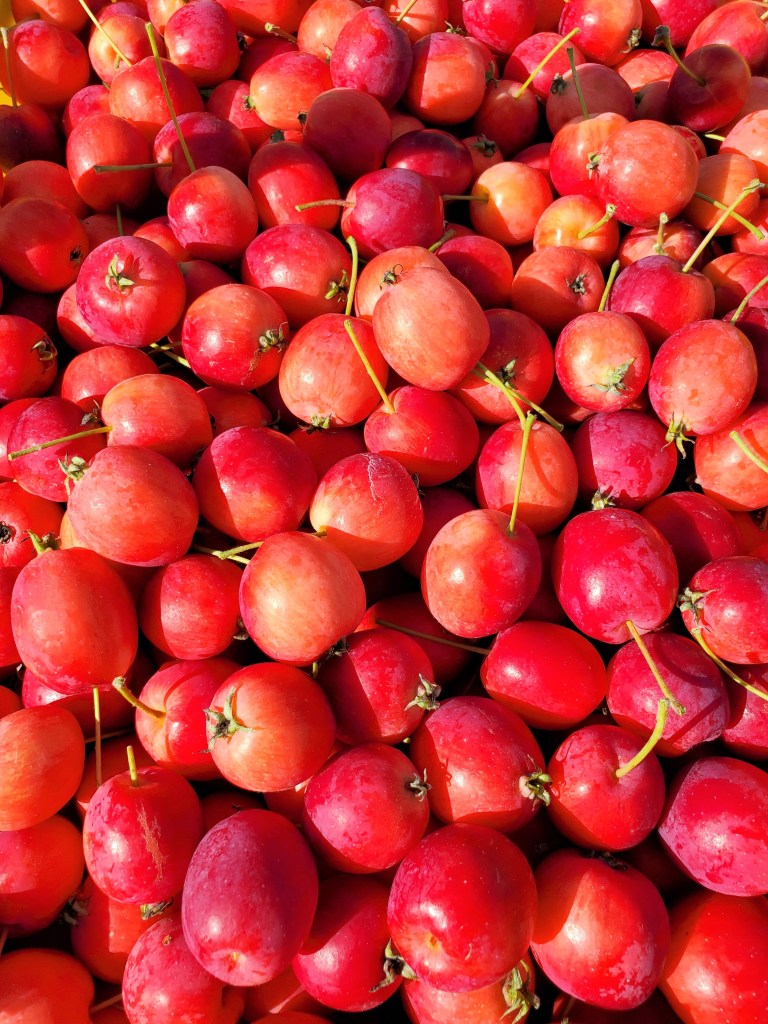 La saison des pommes d'été continue! - Verger Heath Orchard - Cueillir ...