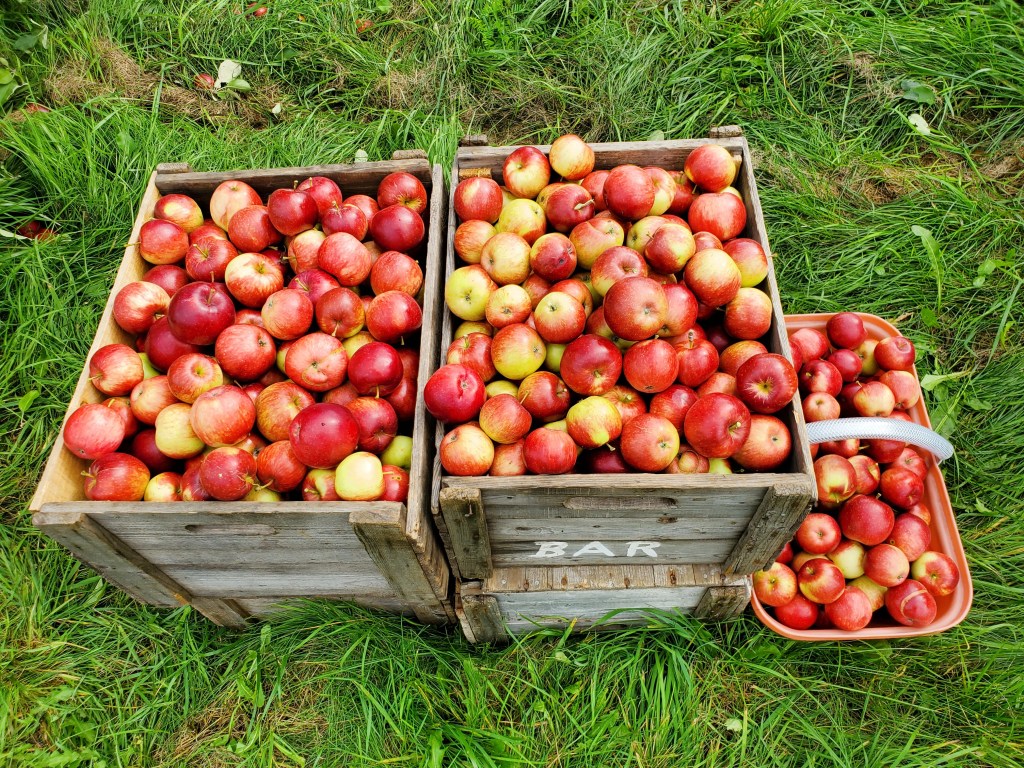 De nouvelles variétés de pommes, une mystérieuse inclue - Verger Heath ...