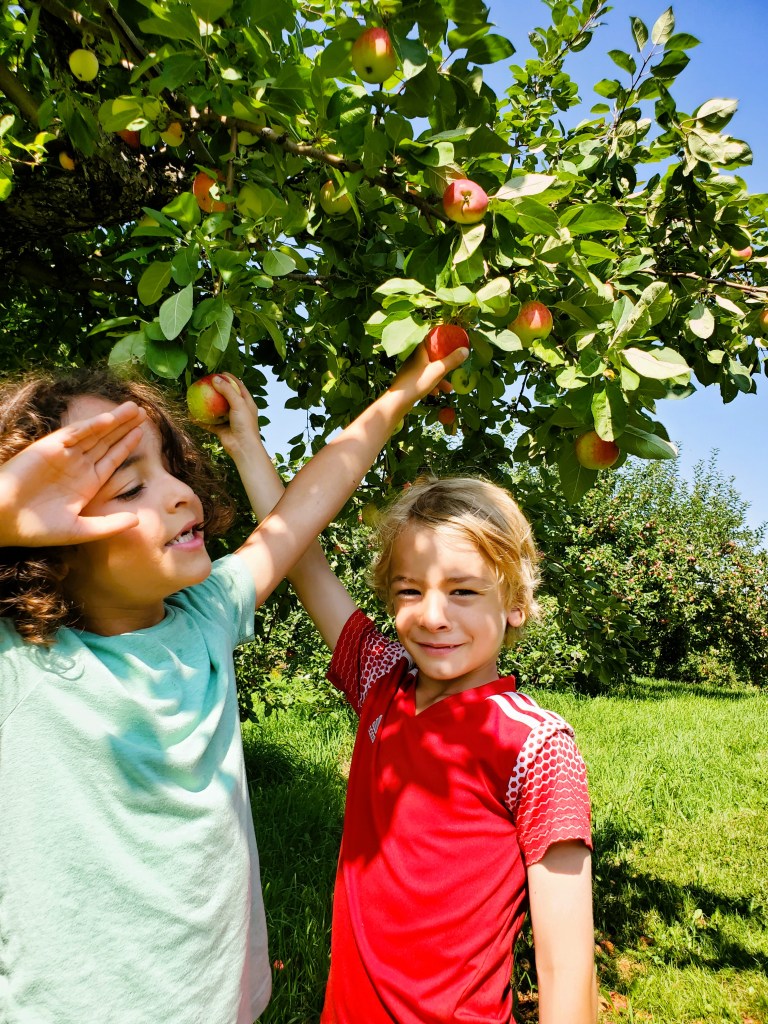 Les pommes d'automne arrivent! - Verger Heath Orchard - Cueillir des ...