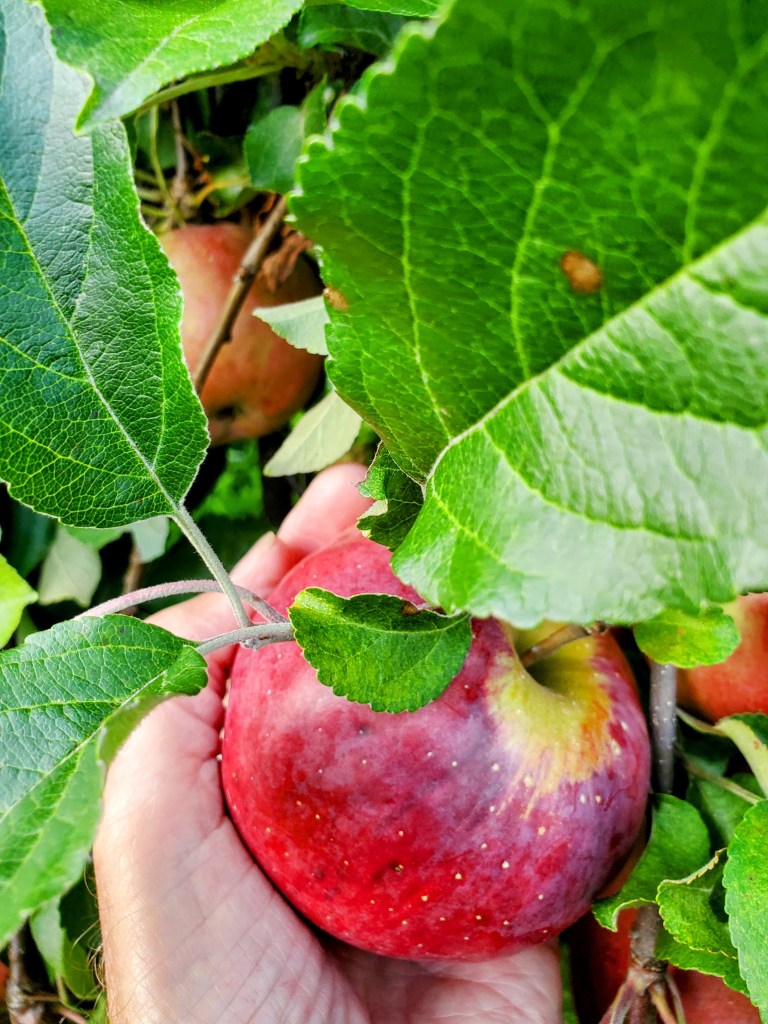 Un automne magnifique pour la cueillette des pommes. - Verger Heath ...